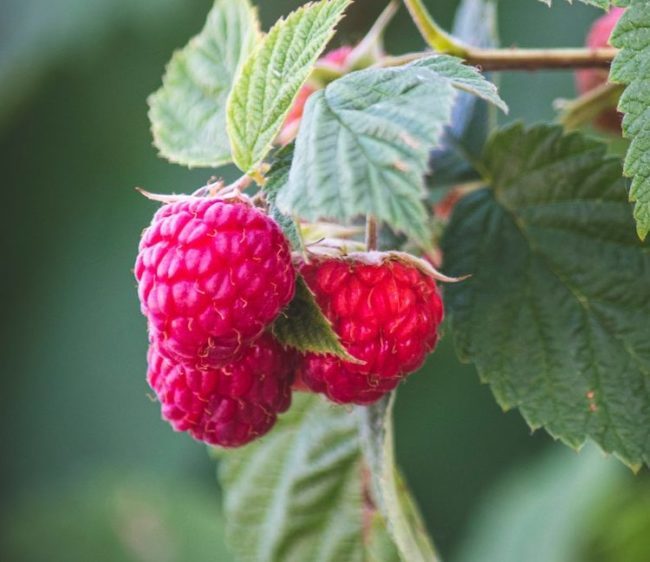 Covid Raspberry Fest 2020 - OKARTA